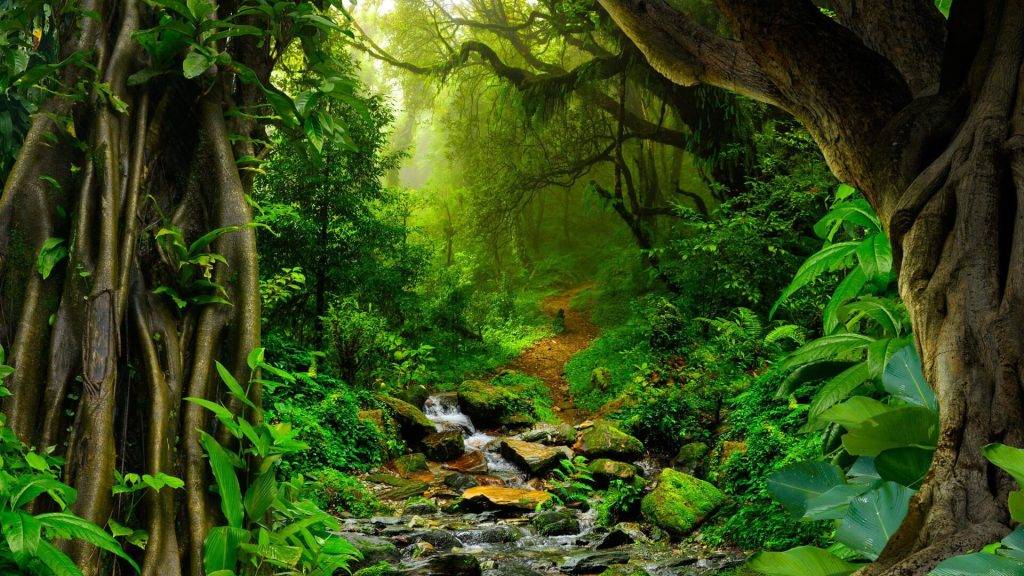 14 Interesting Rainforest Facts Everyone Must Know