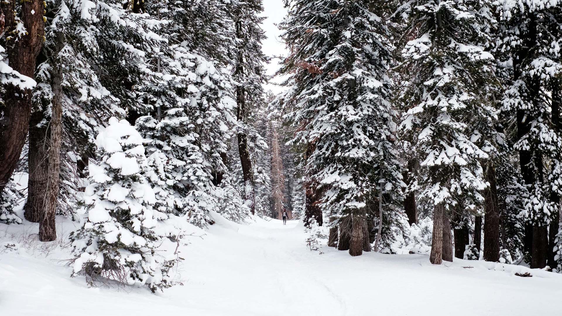 Students Brace For Long Winter Holidays In Murree | Academia